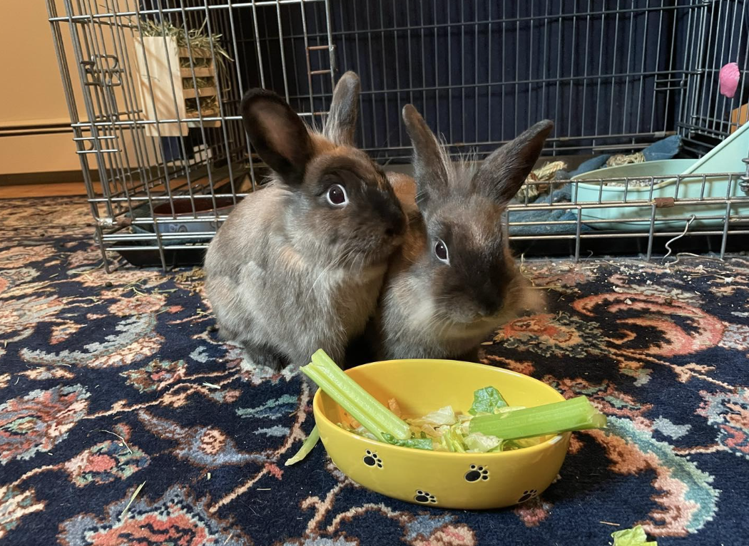 Small Companion Adoption – Animal Rescue and Sanctuary