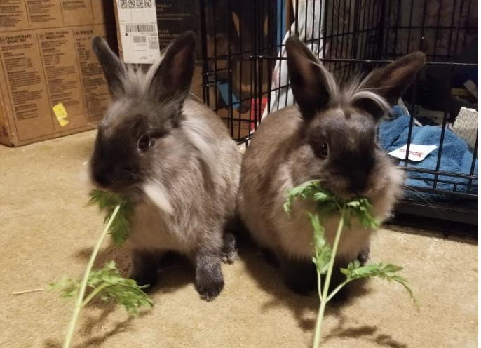 Small Companion Adoption – Animal Rescue and Sanctuary